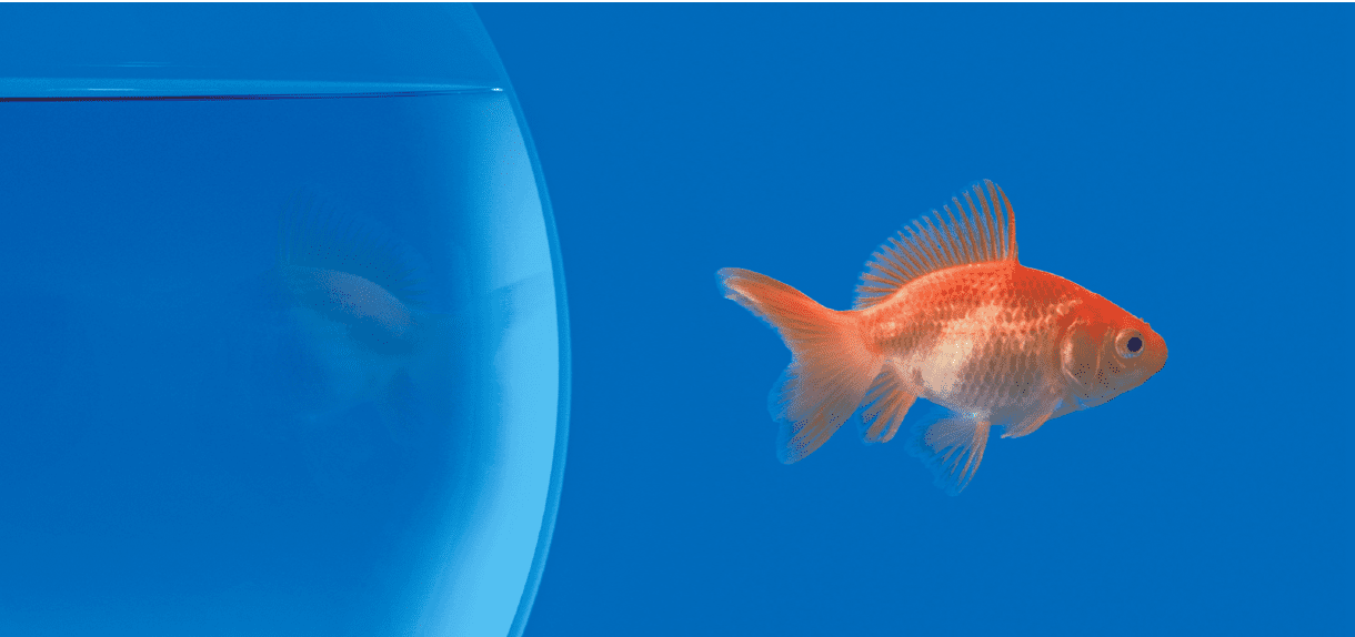 JAVIER JAÉN - Pikasus ArteNews